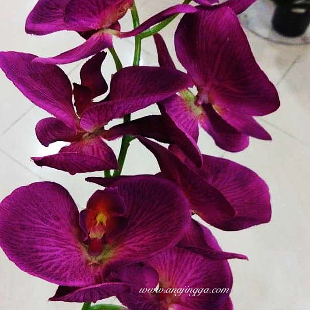 Gubahan sepasu bunga orkid