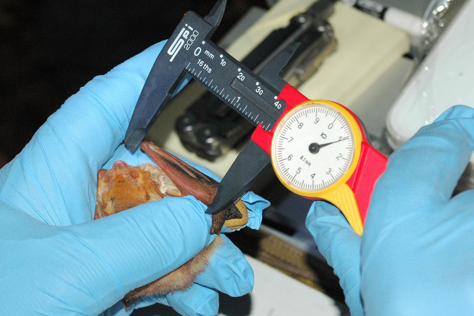 Backyard Beasts: Mist netting for bats!!! PART II