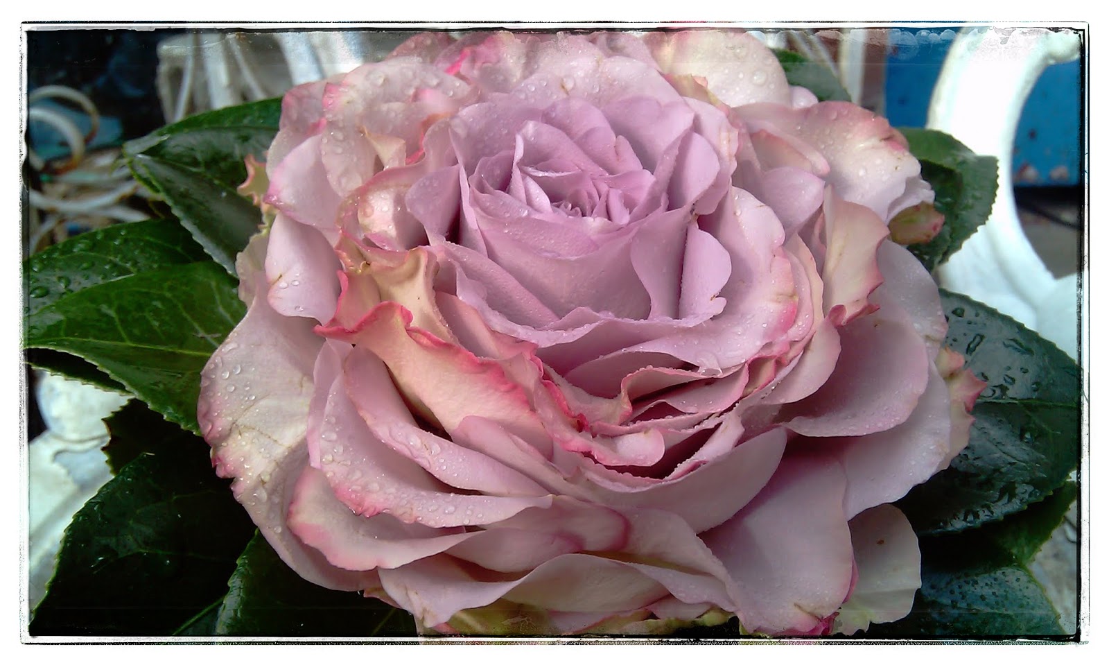 Gild the Lily Florist: Carmen Rose