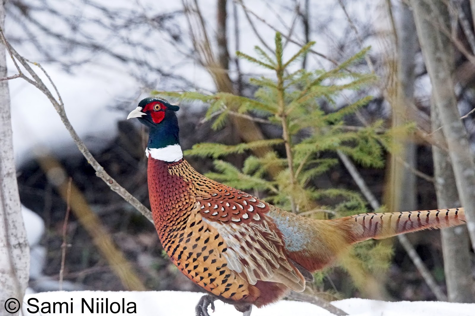 Samin luontokuvia nature photos: FASAANI (Phasianus colchicus)