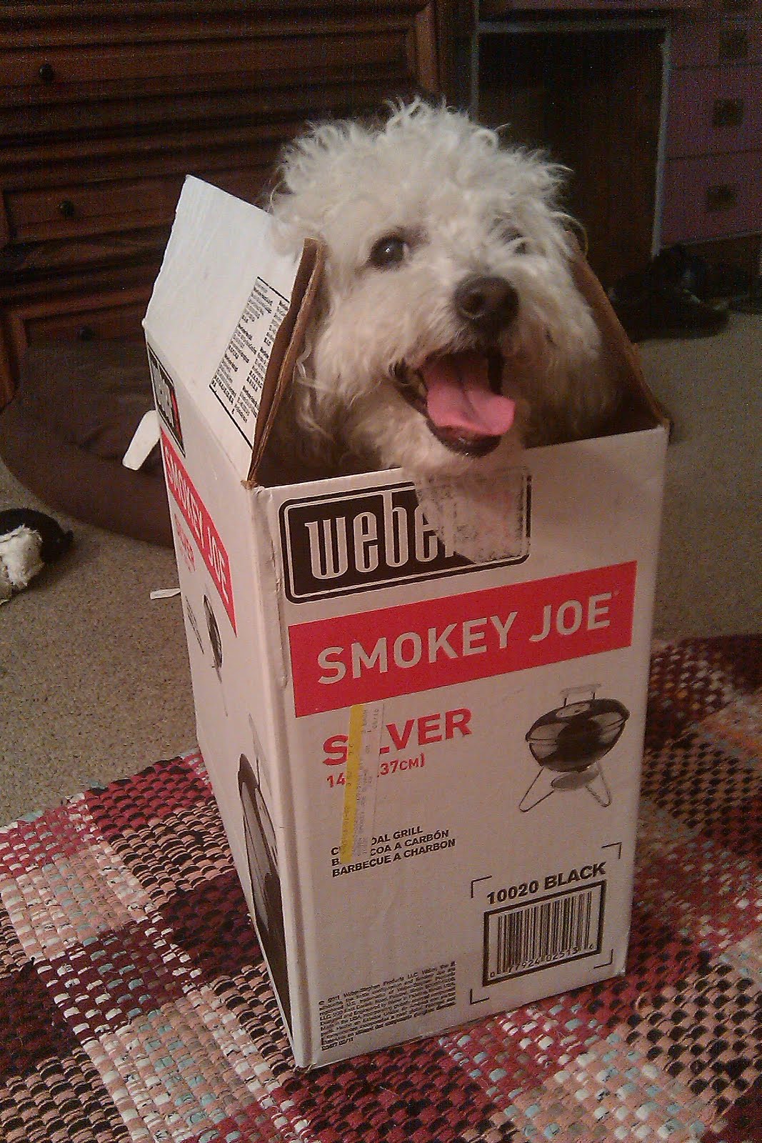 Absorbing what I can: Dog in a box!
