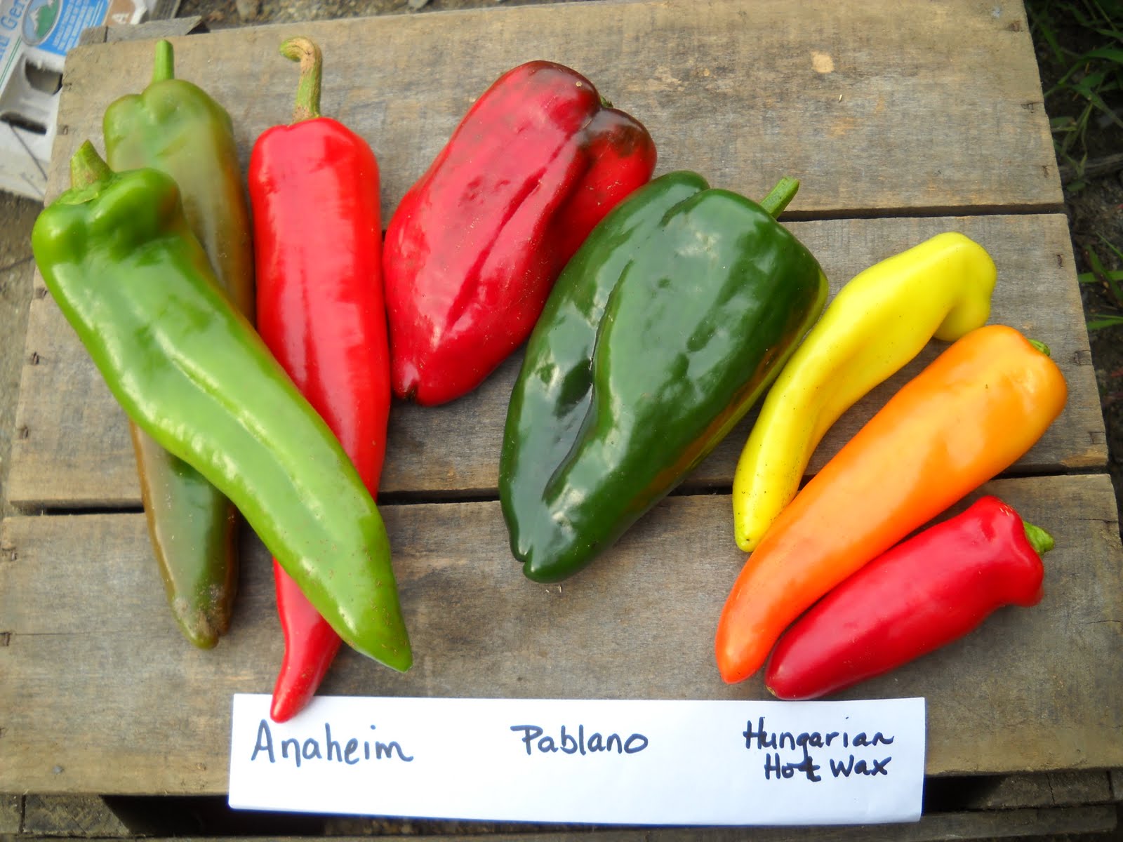 Luna Bleu Farm: Hot Peppers 1