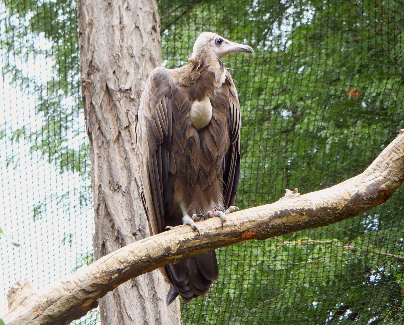 pan-Aves: Dinosauři v Zoo Praha, díl 3. – Afroaves