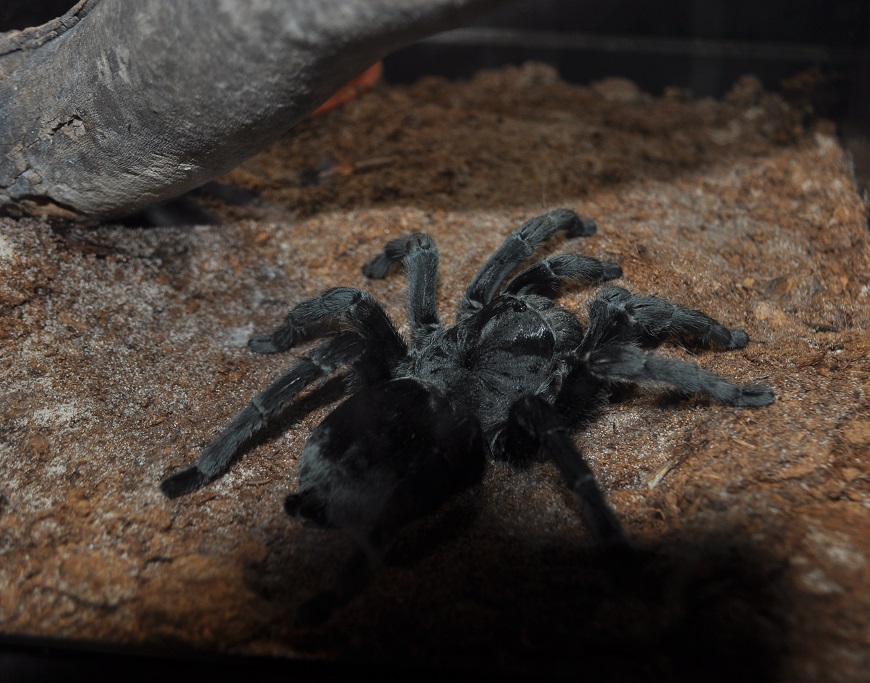 ZOOTOGRAFIANDO (6.100 ANIMALS): TARÁNTULA NEGRA BRASILEÑA / BRAZILIAN ...
