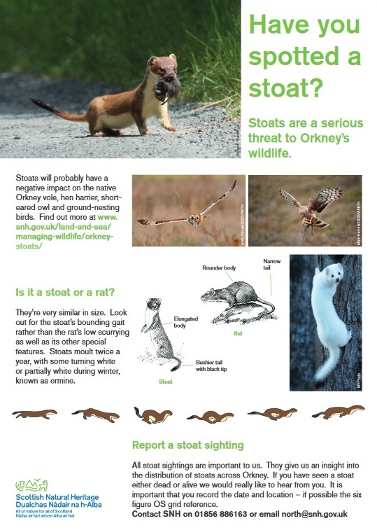 Sanday Ranger: Stoats in Orkney - Have you seen one on Sanday?