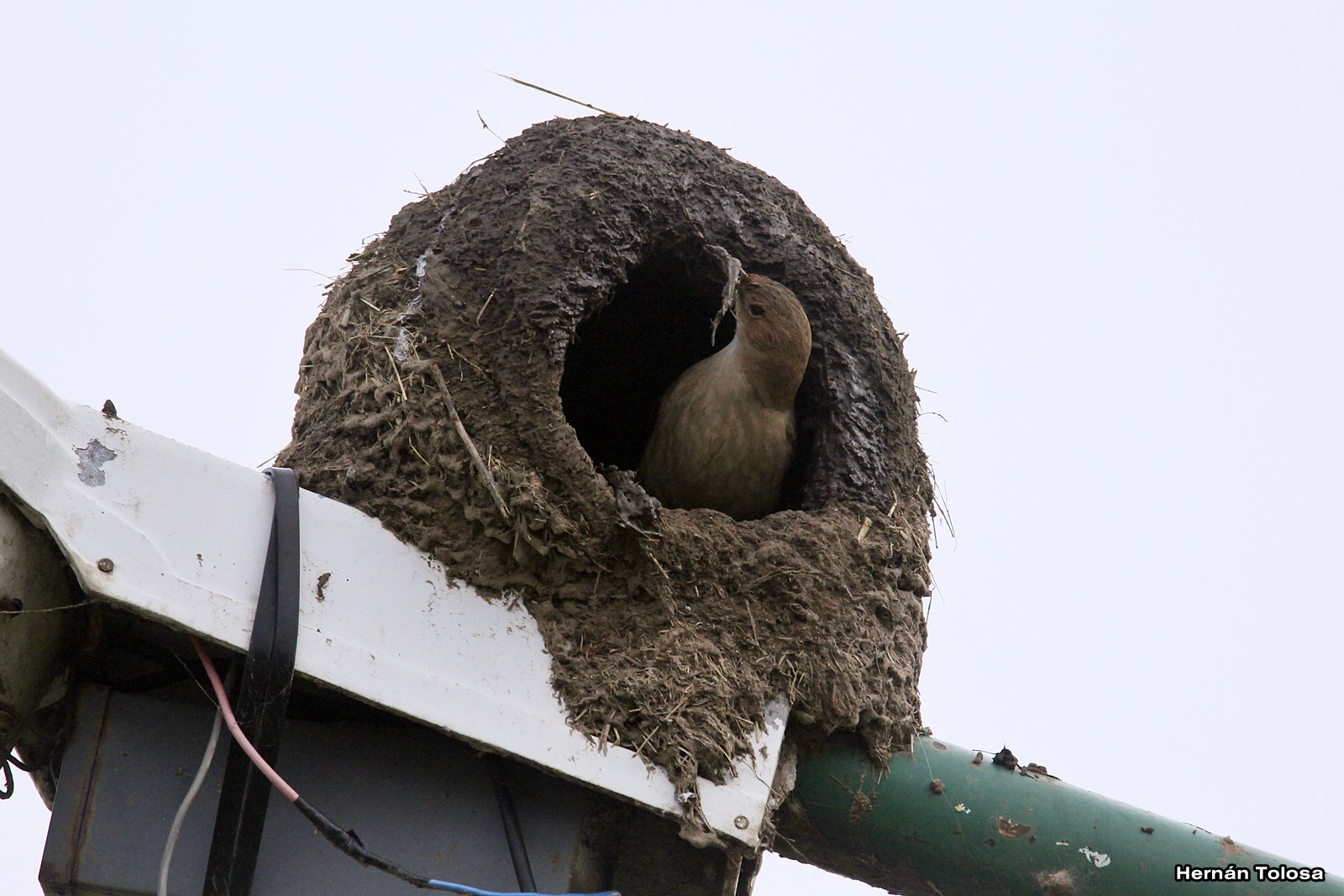 Club de Observadores de Aves de San Miguel del Monte: Censo de ...