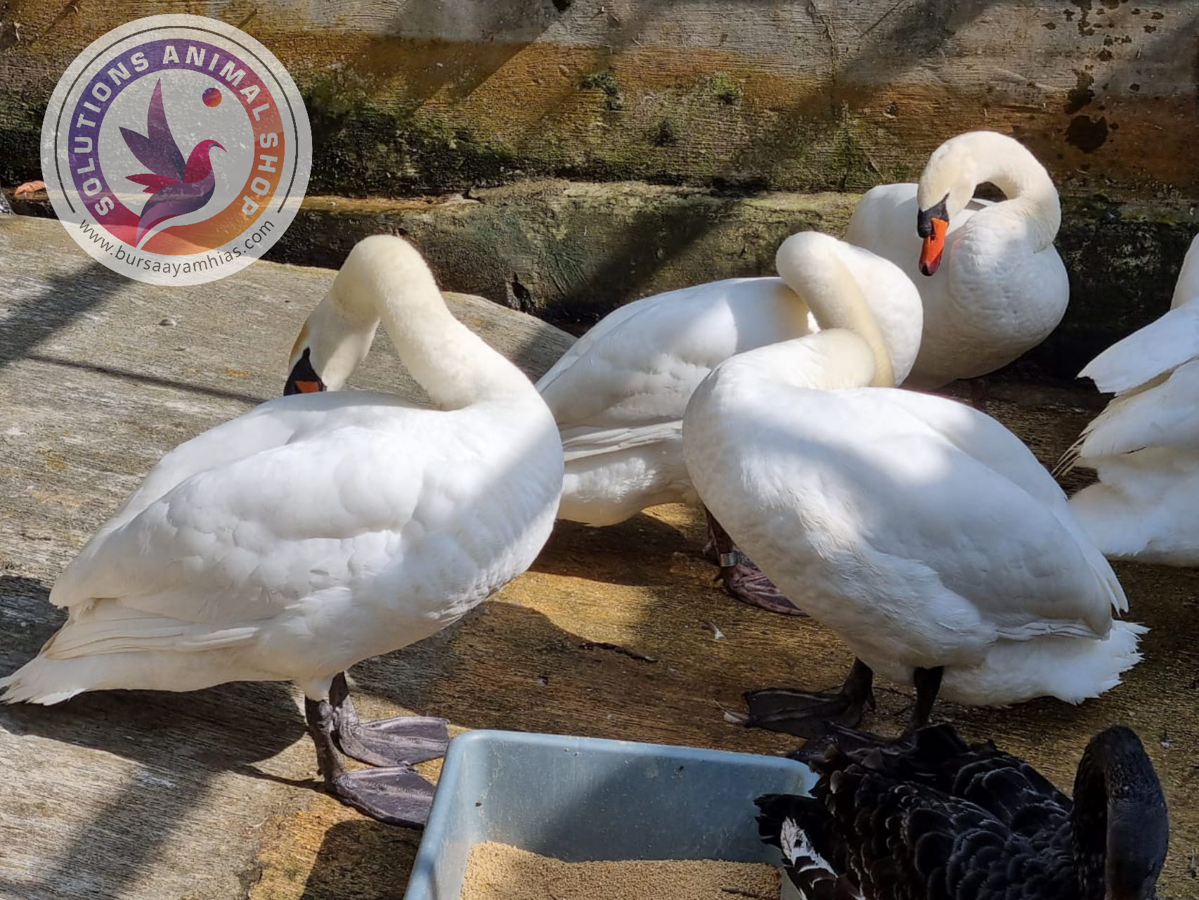 FAKTA KEREN TENTANG MUTE SWAN ATAU ANGSA PUTIH READY STOCK SIAP UNTUK ...