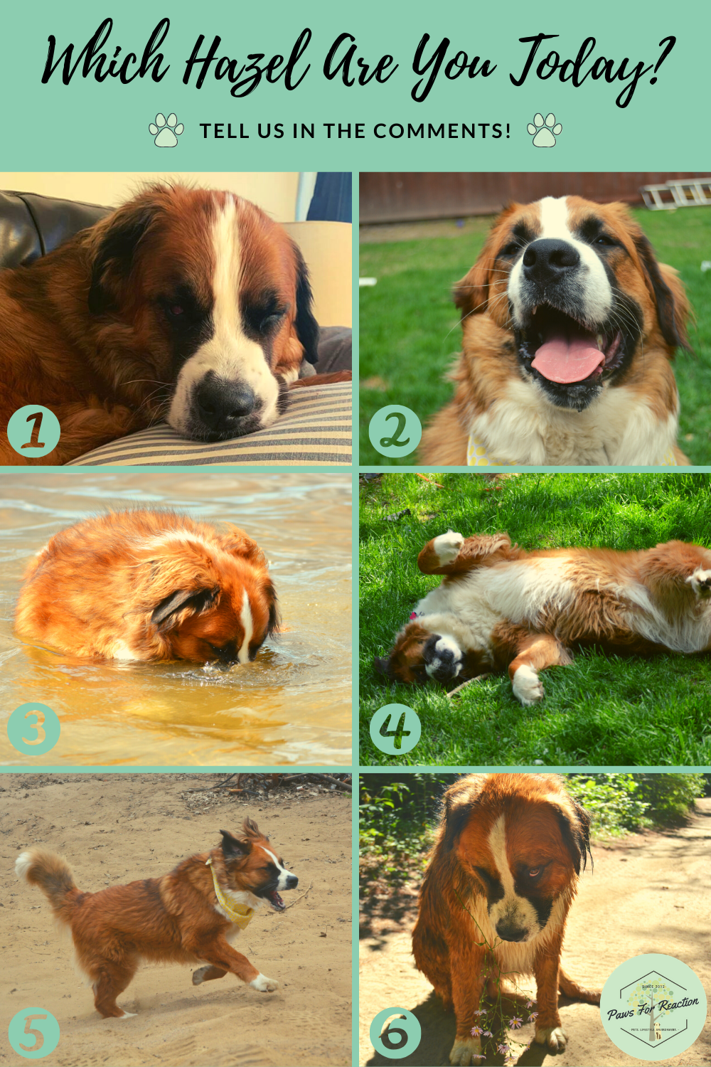 Paws For Reaction Which Hazel Are You Today Tell Us In The Comments paws-for-reaction-which-hazel-are-you-today-tell-us-in-the-comments