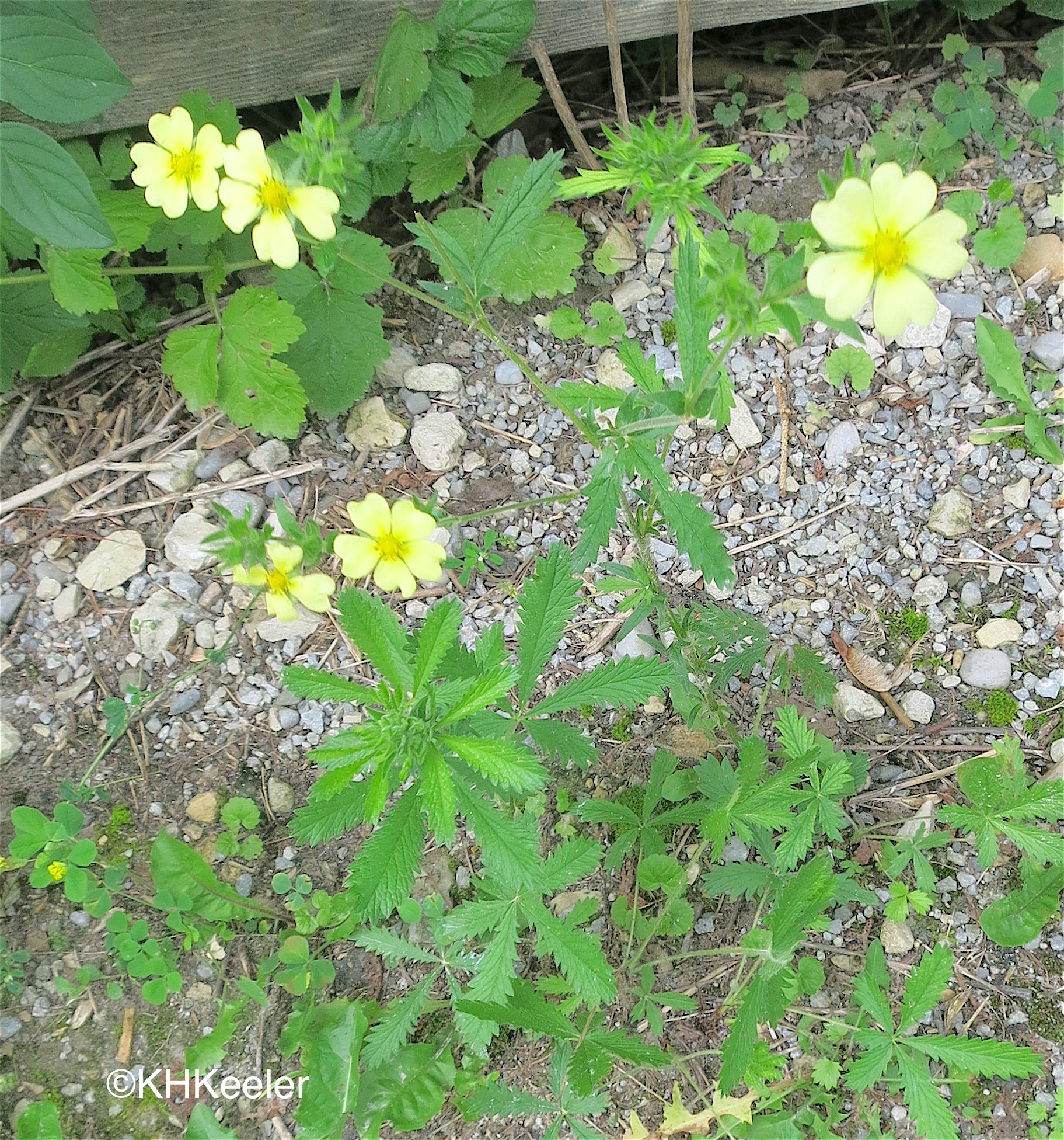 A Wandering Botanist: Plant Story--Cinquefoils, Potentilla