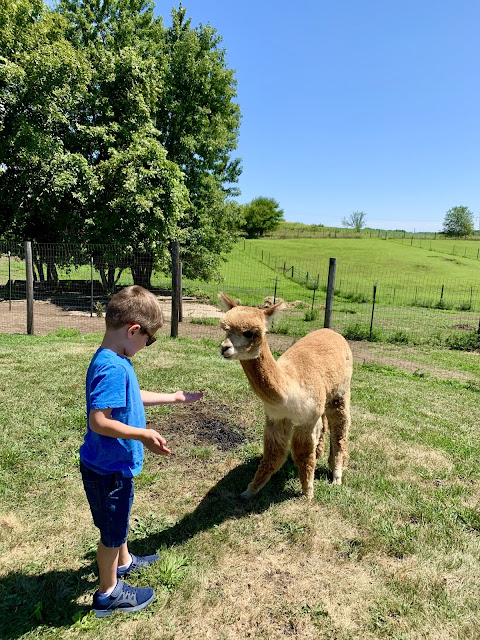 Madison County: Rusty Stars Alpacas