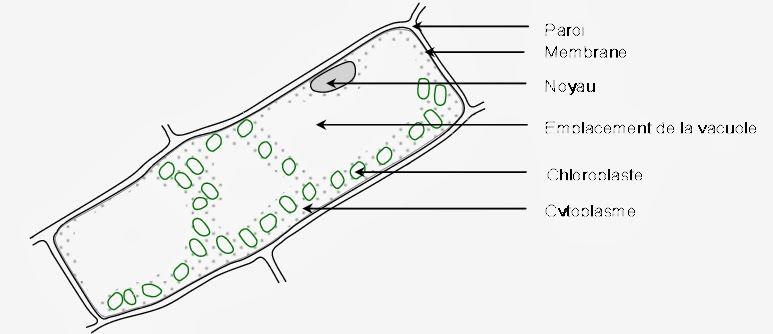 Schéma de la structure d’une cellule animale (ex : Cellule buccale ...