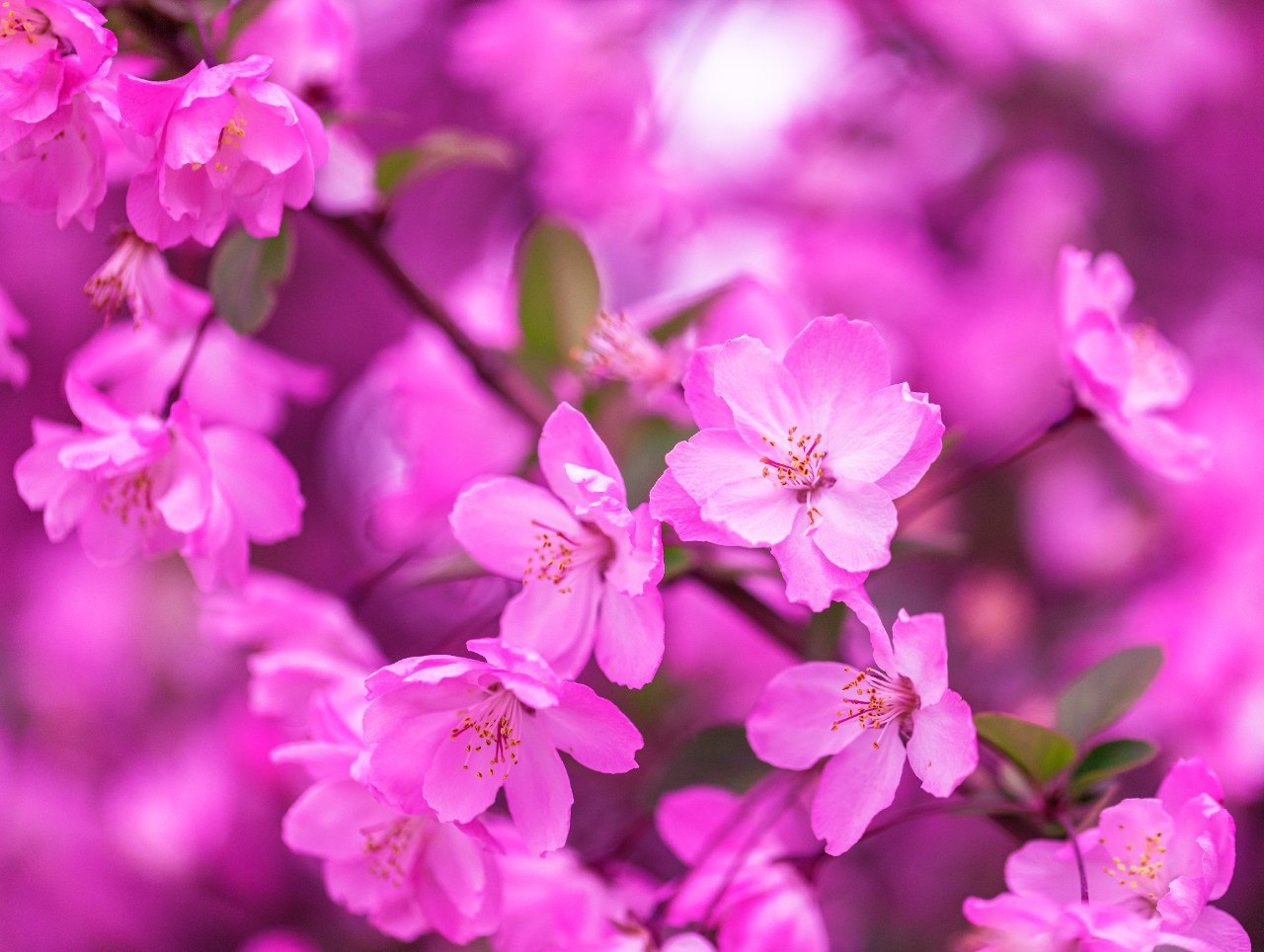 11 flower landscape photography tips，50pictures, come to see my tips ...