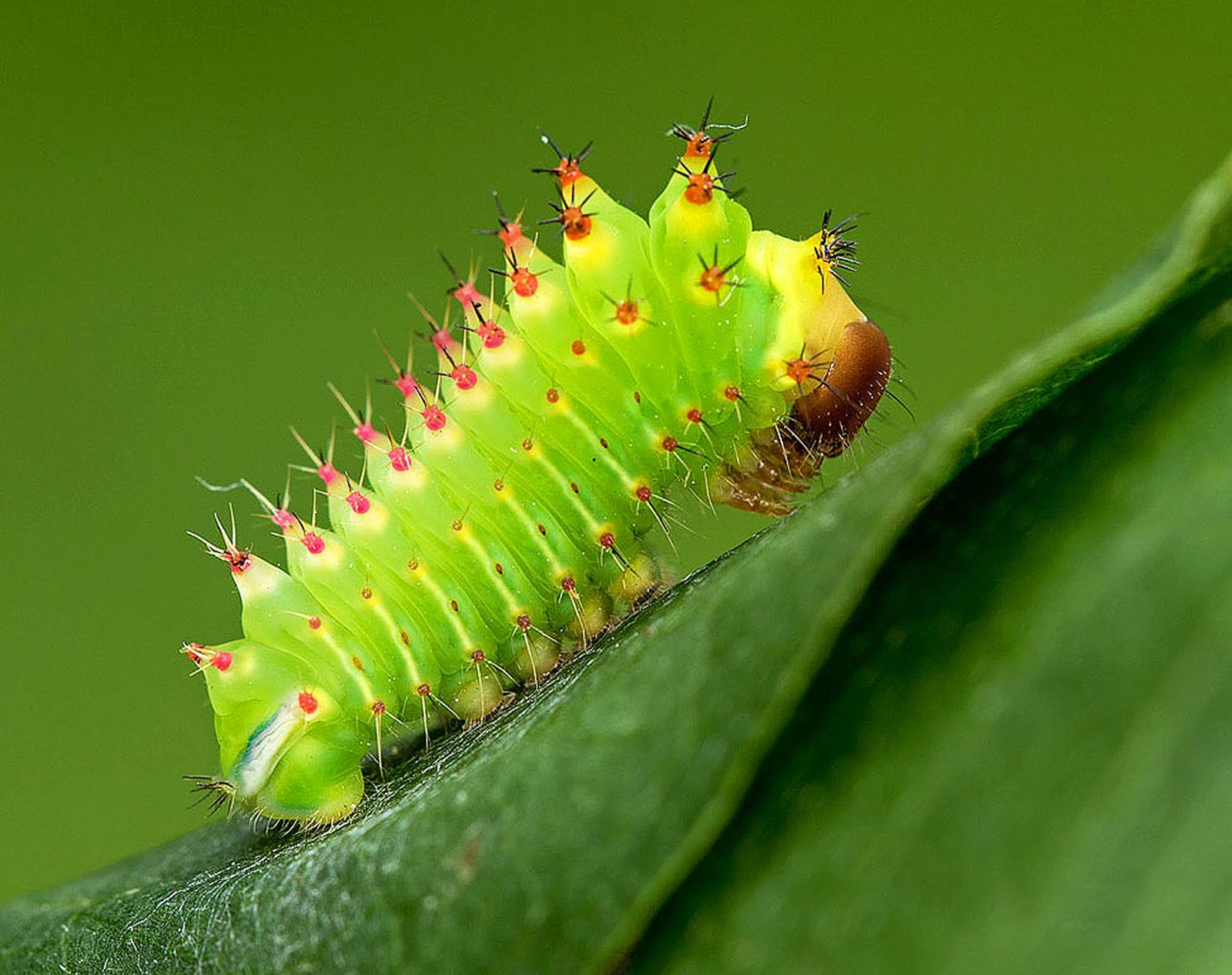 the igneous, the sedimentary and the metamorphic: assassin bugs ...