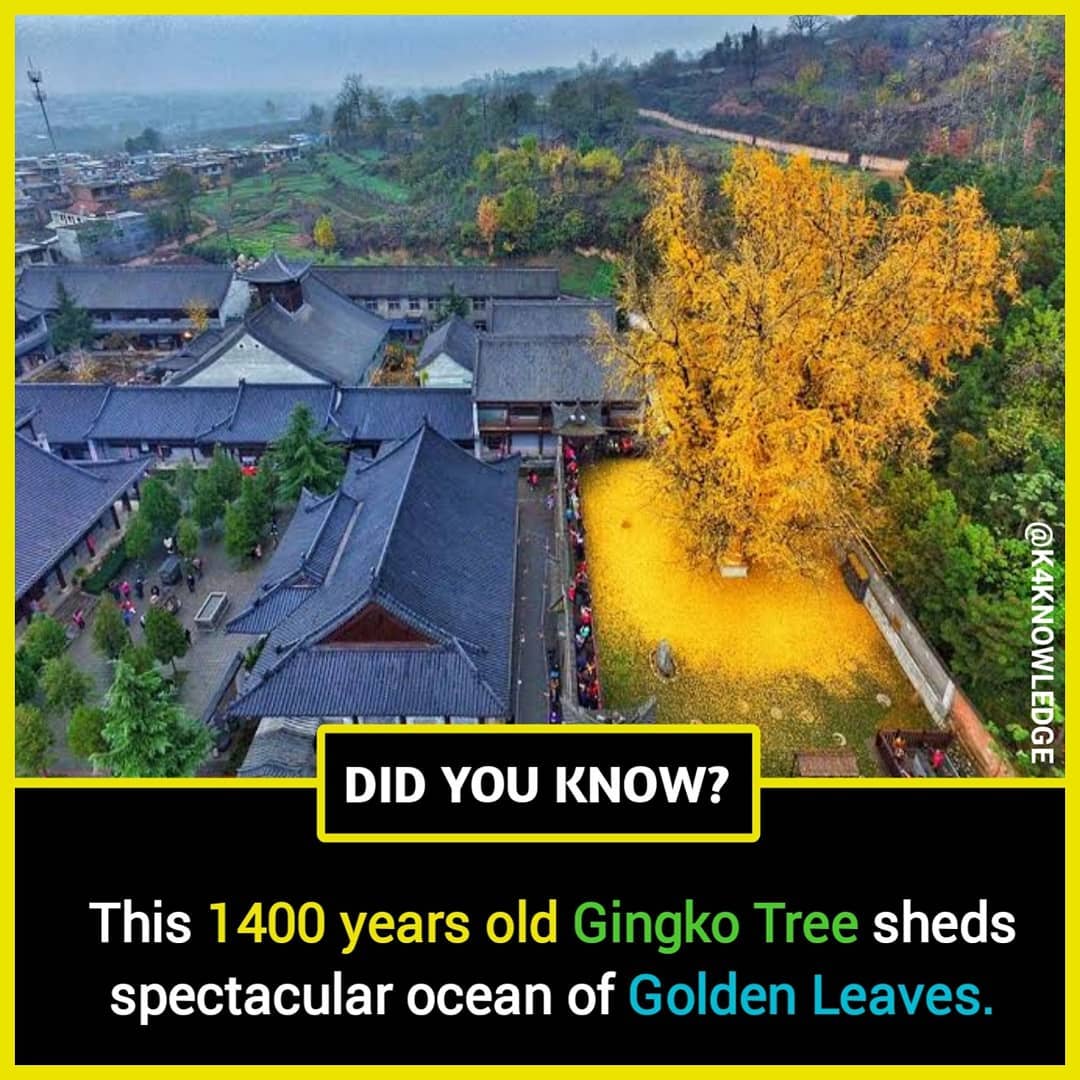 [40+] Amazing Facts, Interesting Facts