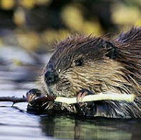 Universo Animal: El castor - datos interesantes