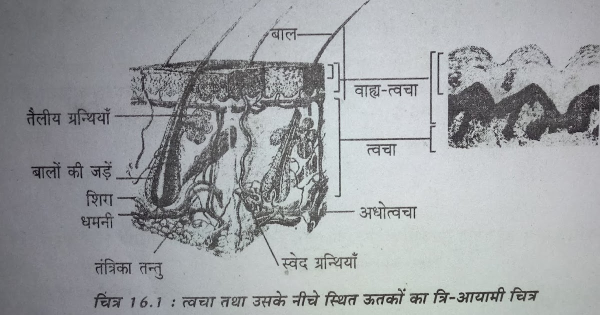 मानव शरीर की संरचना (Structure of human body) अध्यावर्णी तंत्र ...