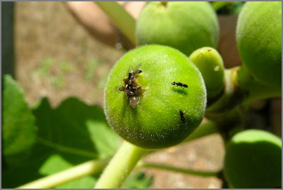 Meu mundo e nada mais ...: ... O figo ...