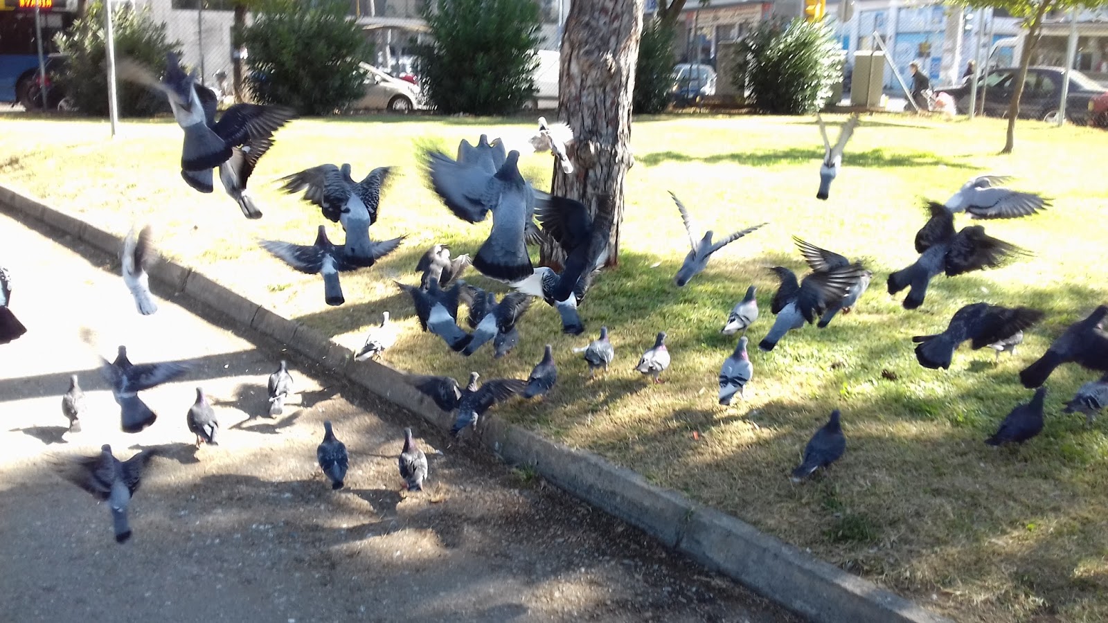 ΚΟΛΙΝΔΡΙΝΑ ΜΑΣΛΑΤΙΑ: Τα περιστέρια "σκιάχτκαν"....