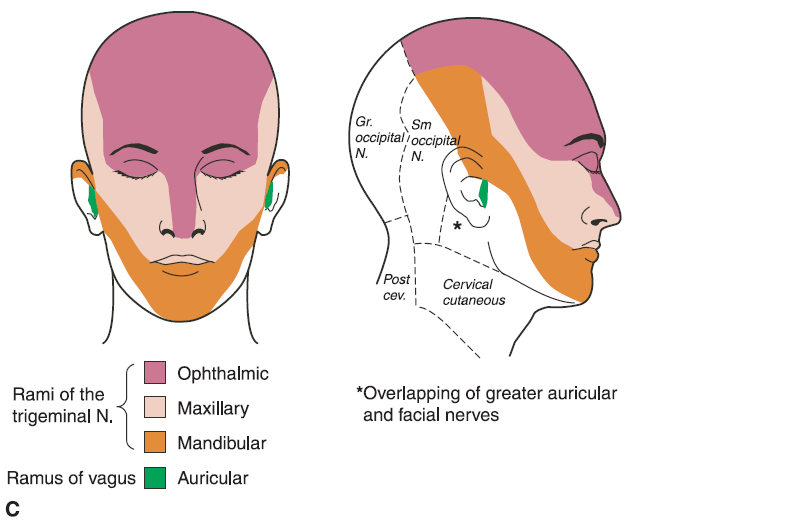Refference of Medicine: Herpes Zoster