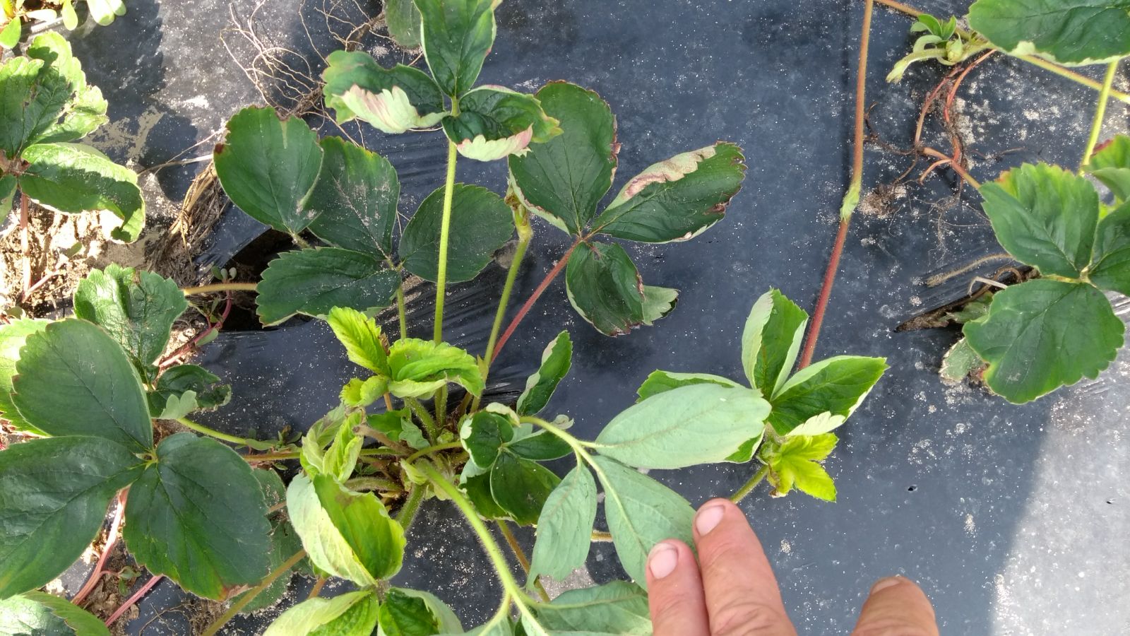 Photos for Recognizing Herbicide Injury on Berries