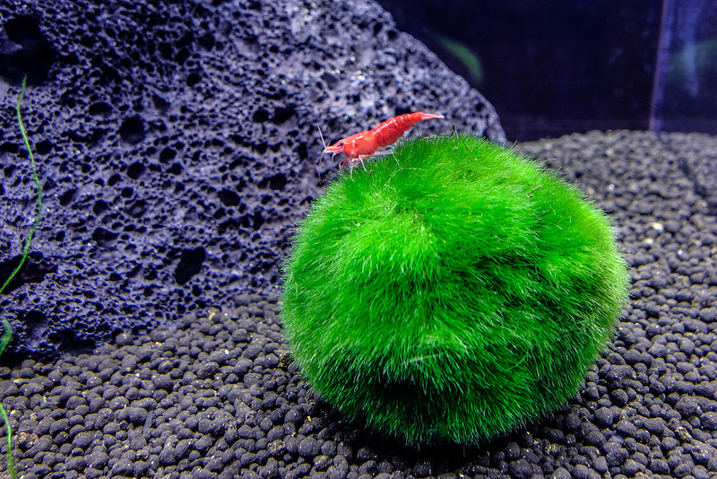 Fish Girl Writes: Marimo (Aegagropila linnaei) Care