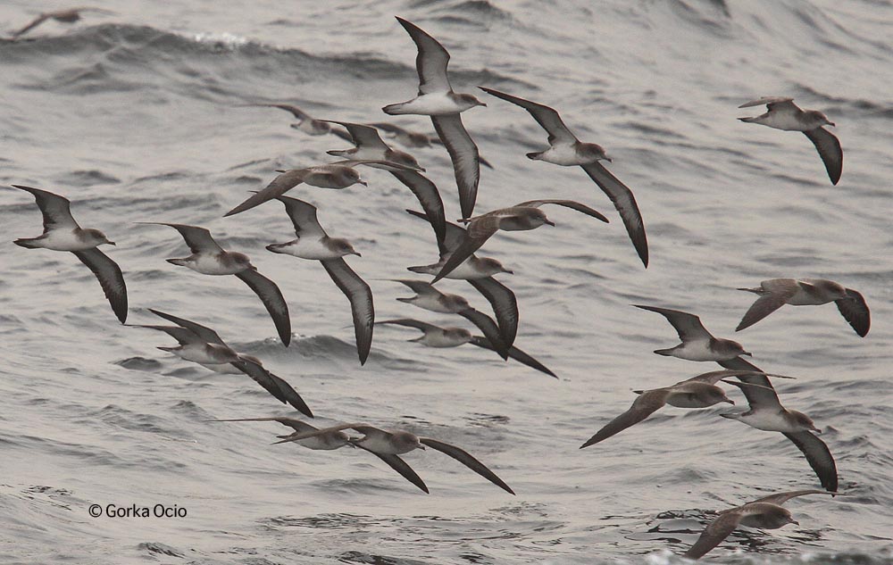 El blog de Gorka Ocio: PARDELAS DE CABO VERDE (Calonectris edwardsii ...