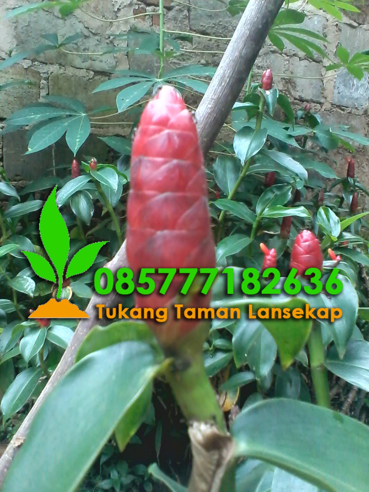 PACING PENTUL | JUAL POHON PACING PENTUL MERAH | JUAL TANAMAN HIAS ...