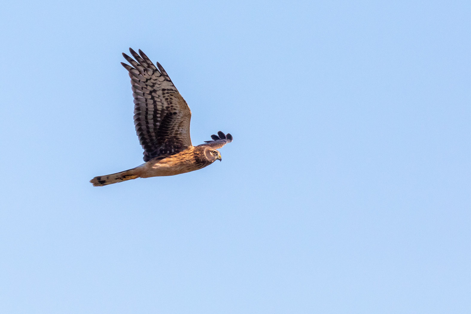 Northern Harrier