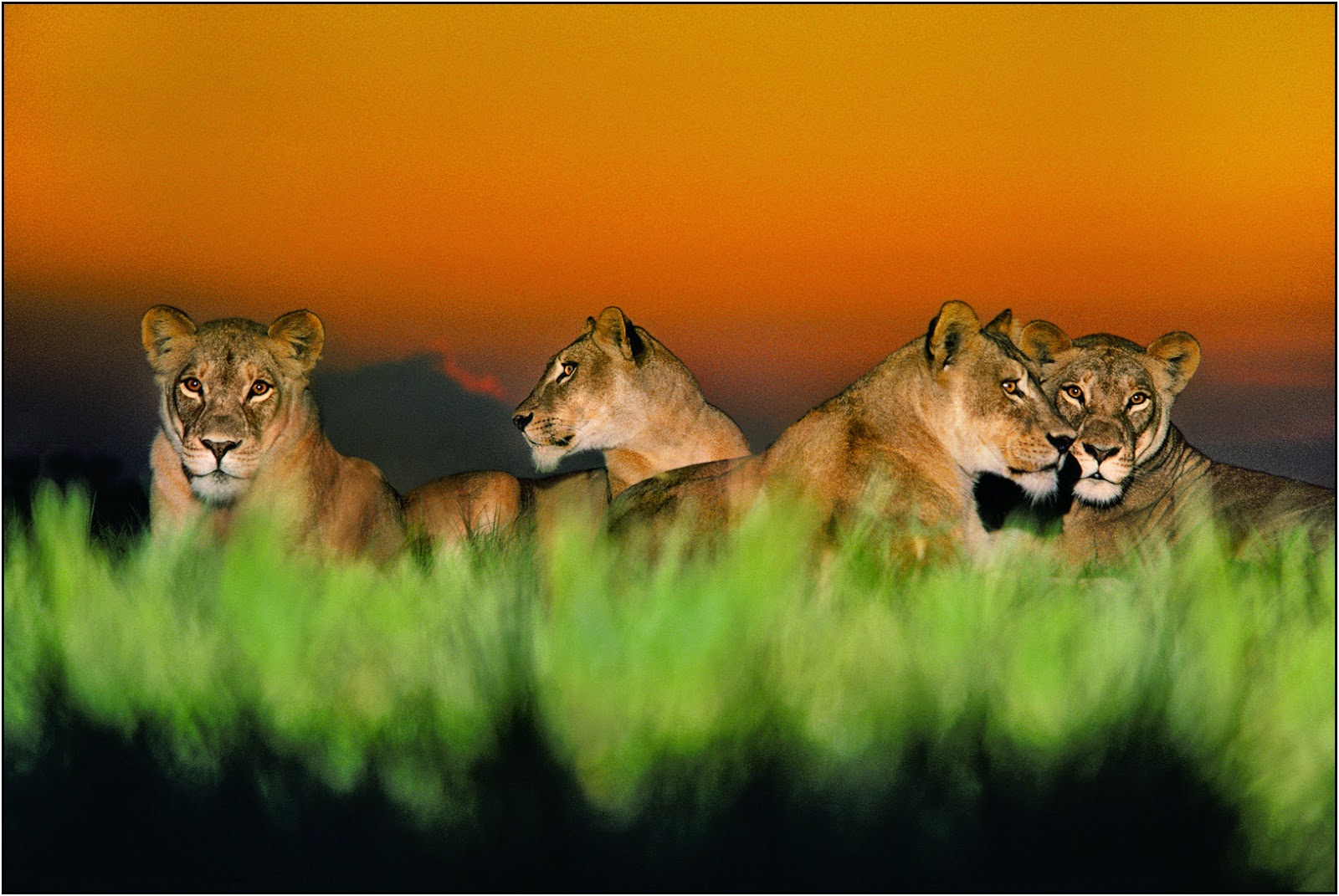 Η Φωτογραφία: Frans Lanting