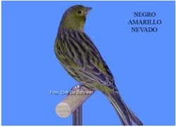 CANARICULTURA DE COLOR CAPITULO 4 - fotos de canarios de color