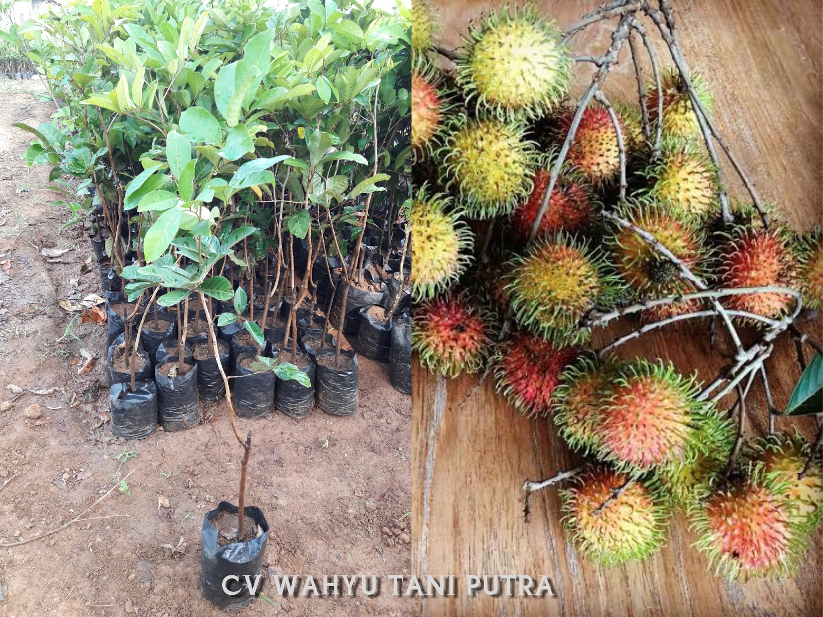 Bibit Rambutan Rapiah Hasil Okulasi Tinggi 1 Meter | CV. WAHYU TANI PUTRA Bibit Rambutan Rapiah Hasil Okulasi Tinggi 1 Meter | CV. WAHYU TANI PUTRA