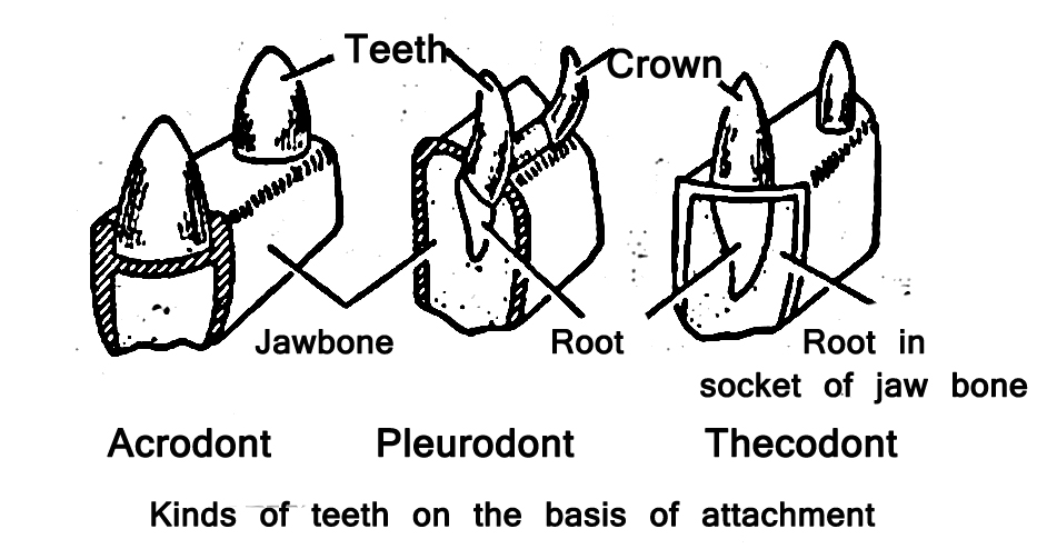 B. Sc. - II Animal Diversity- IV (Old) : April 2020