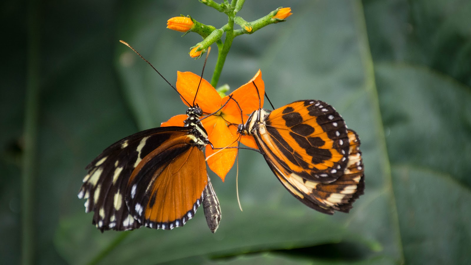 Pacific Science Center Life Sciences: Look--It’s Another Tiger Wing ...