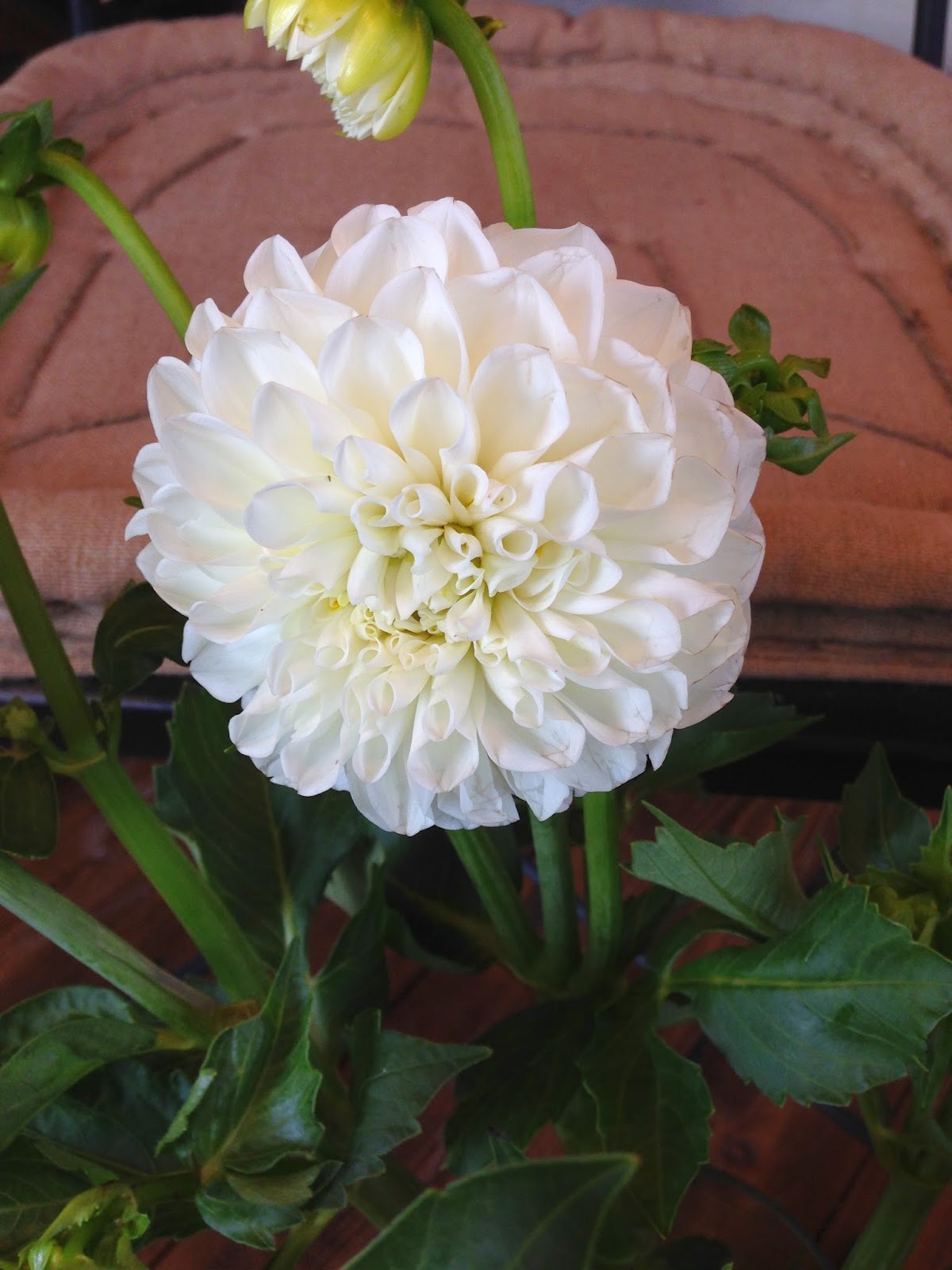 flower of the week : california dahlia : july 3 - Les Fleurs