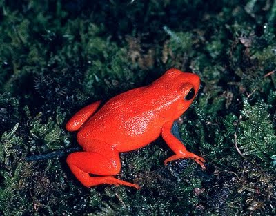 UniqueThings: Unique Things - The Most Unique Frog in The World