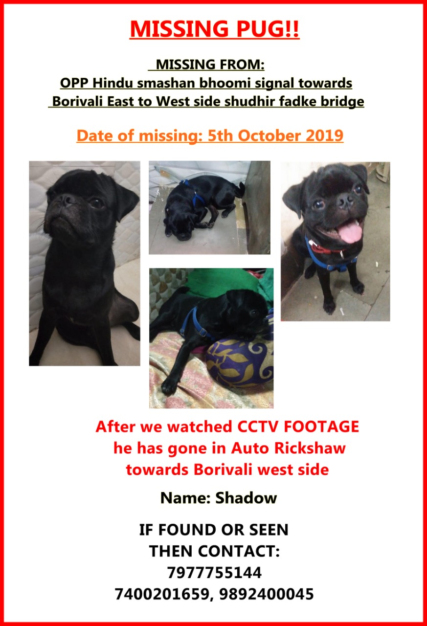 October 2019 - Adopt a Pet, Missing Pet, Donate, Pet Rehoming, Pet Care ...