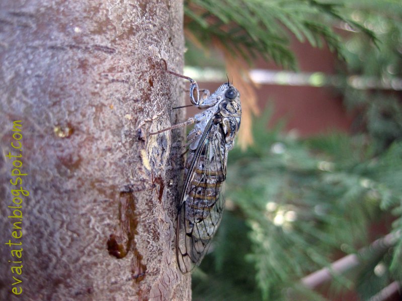 Greek Salad - a blog from Greece!: Cicada - Τζιτζίκι