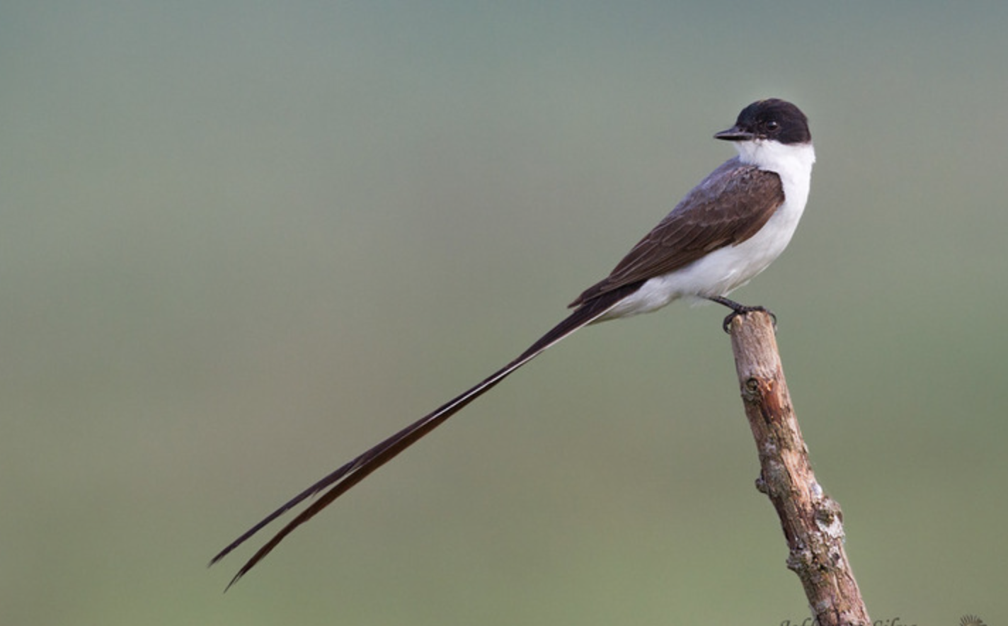 Bev's Nature Blog: Fork-tailed Flycatcher