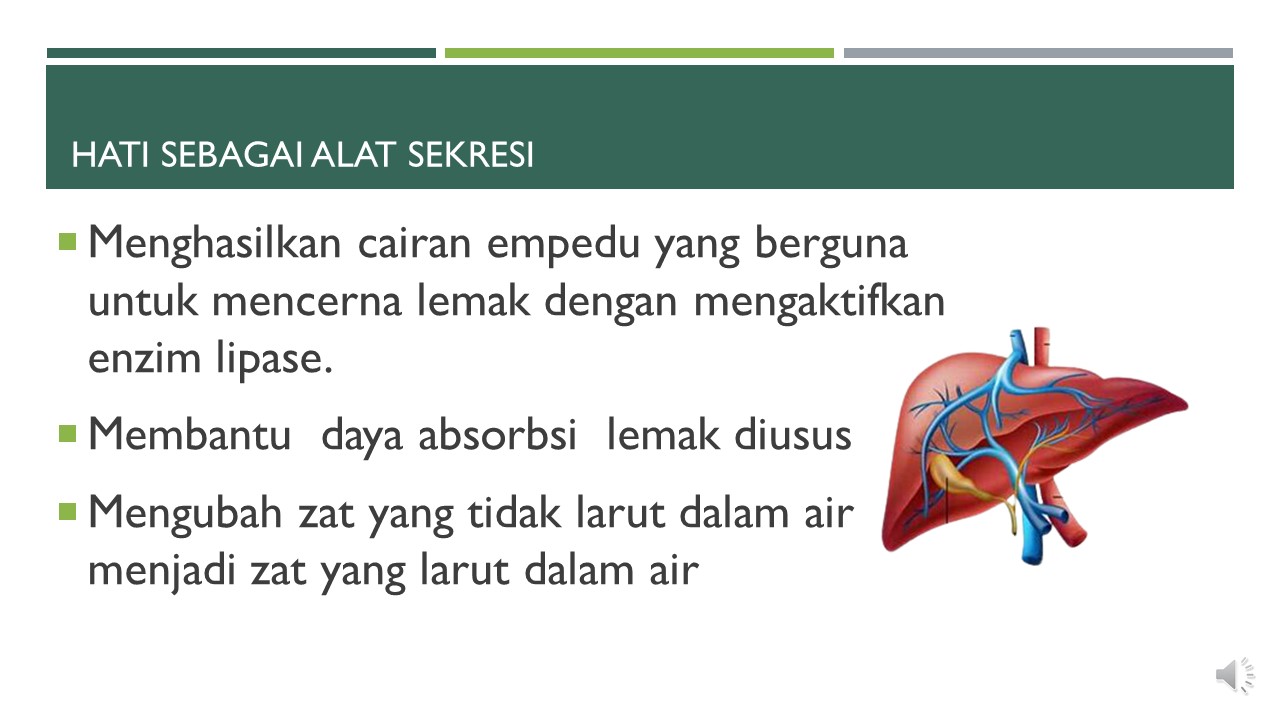 EDUKASI BELAJAR IPA: Sistem Ekskresi (Kulit, Hati & Paru-paru) Dan ...