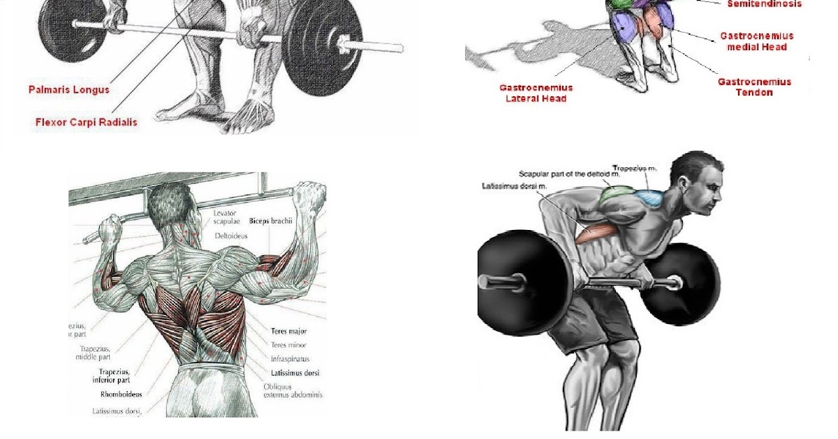 Muscle Palace: Top 10 Exercises To Build Muscle Mass - Gain Muscle Mass ... Muscle Palace: Top 10 Exercises To Build Muscle Mass - Gain Muscle Mass ...