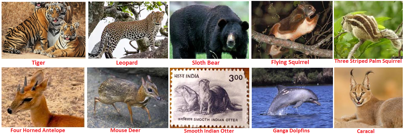 List of Threatened endangered Animals in Rajasthan