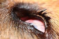 Common Dog Eye Problems