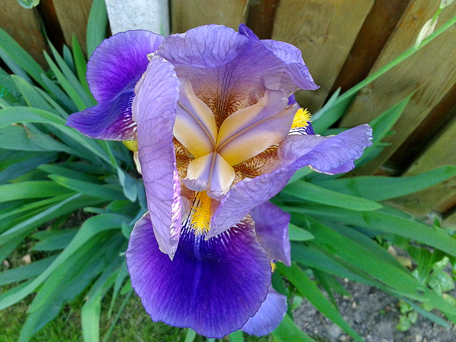 Flora y fauna: Iris florentina (iris germanica)