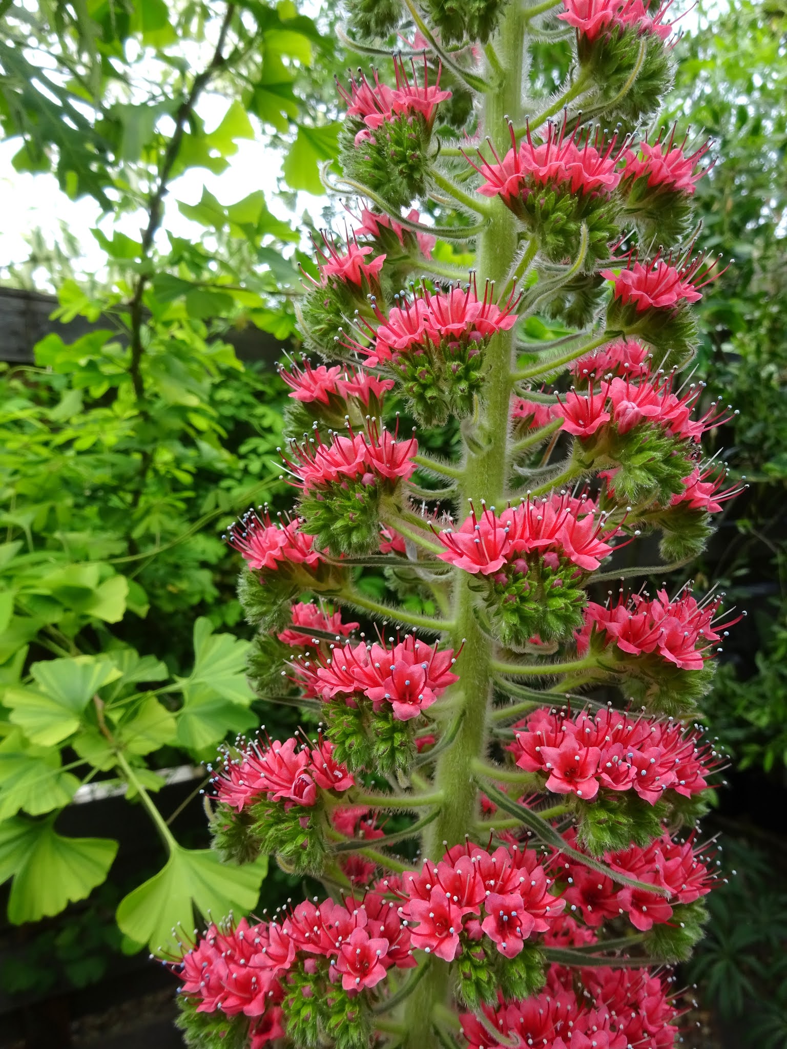 danger garden: A May Bloomday prequel...