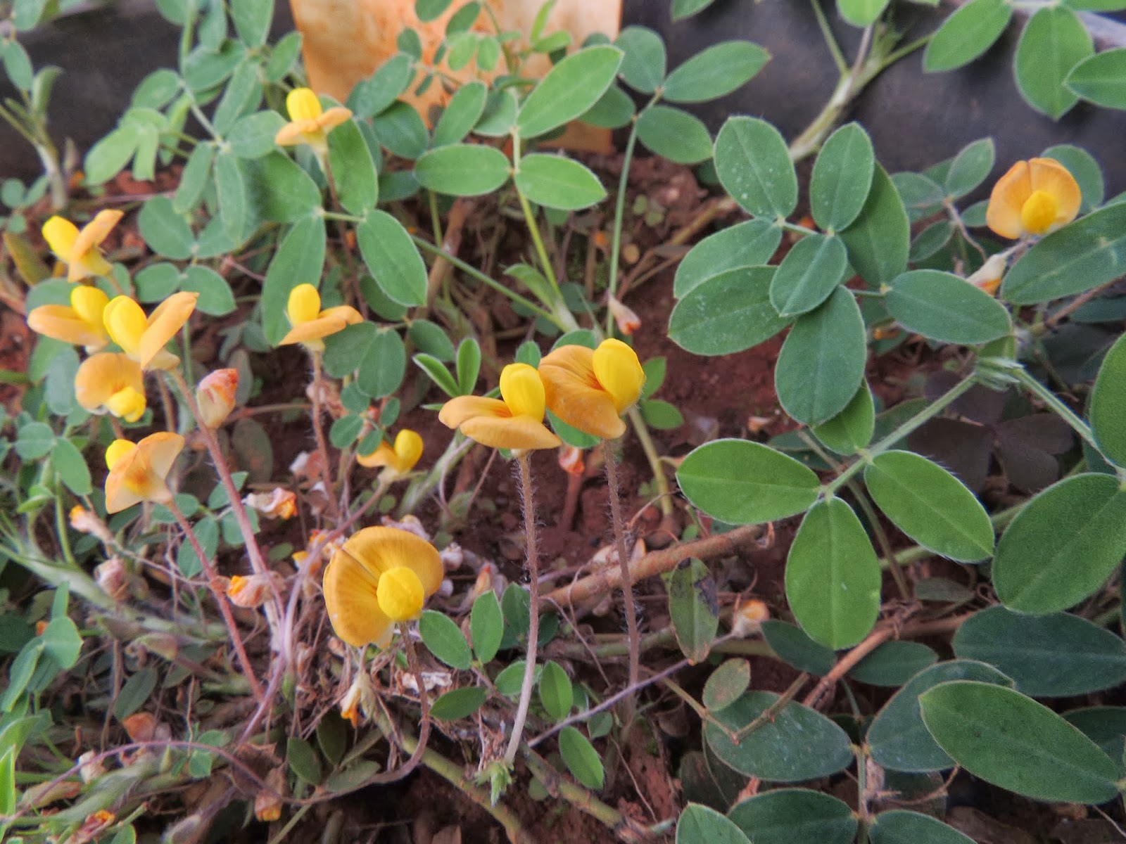 Fabaceae - Leguminosae no Brasil: Fabaceae - Arachis triseminata Krapov ...