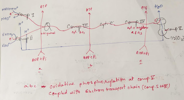 Electron Transport System (ETS) and Oxidative Phosphorylation