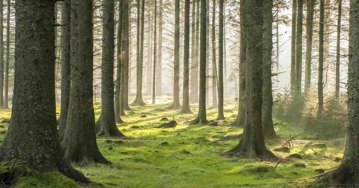 Fascinating Tree Facts