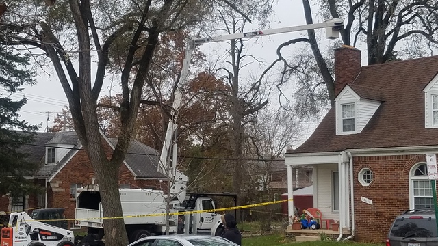 MEC&F Expert Engineers : Worker with All Metro Tree Service trimming ...