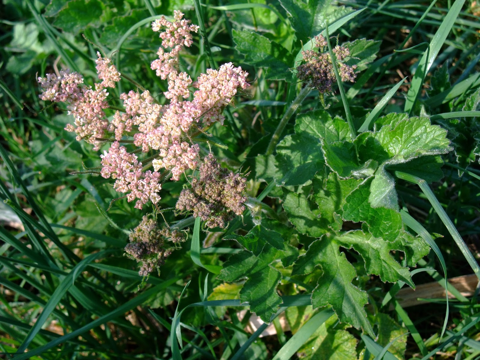 HERBAL PICNIC: COMMON HOGWEED / COW PARSNIP