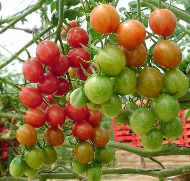 Jenis-jenis Tomat yang Biasa di Tanam Dalam Pot - Blog Inspirasi ...